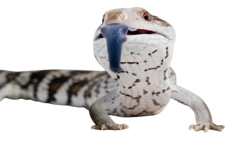 10 Essential Tips for Keeping Your Blue Tongue Lizard Healthy and Happ ...