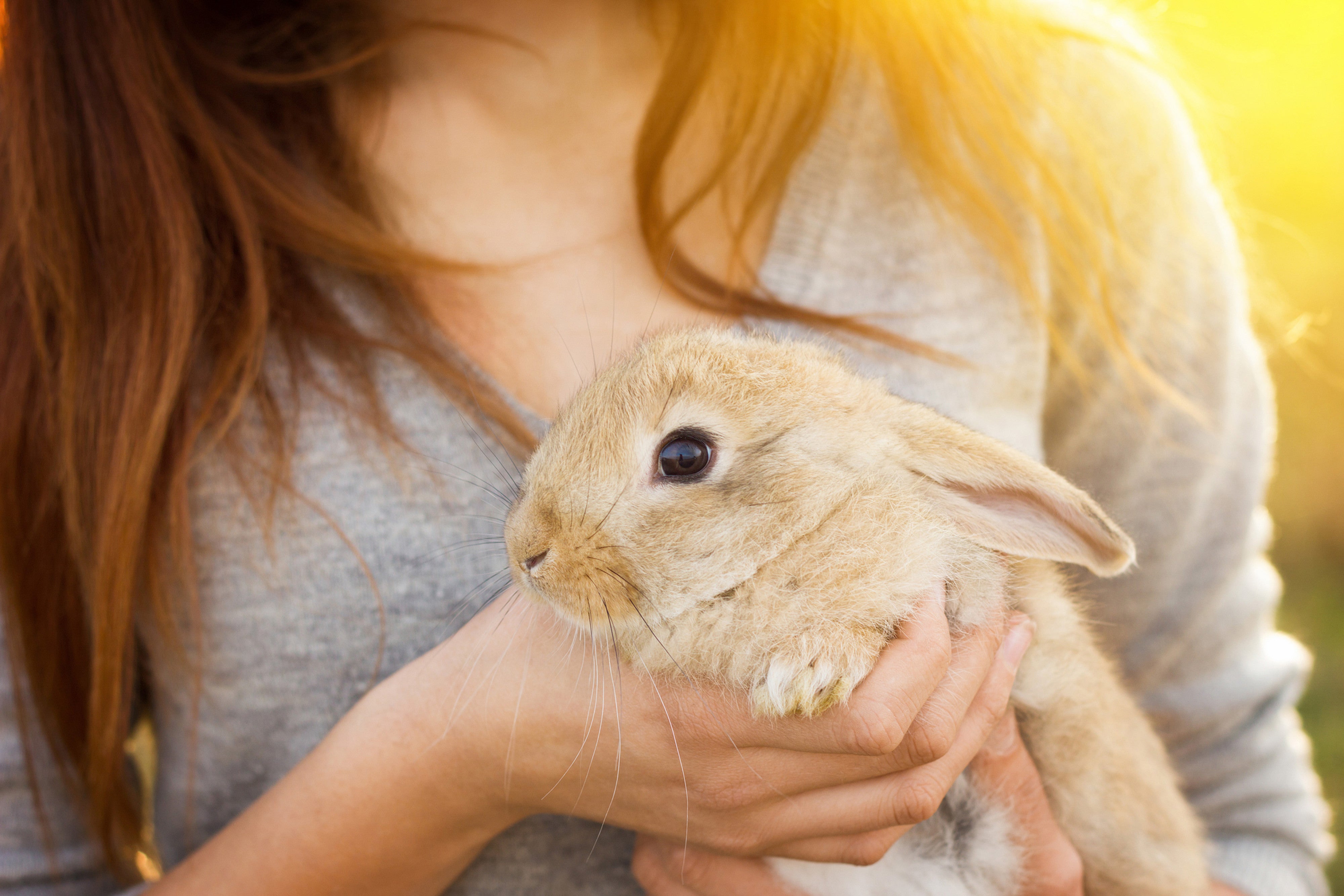 Benefits of Desexing Your Pet Rabbit: What You Need to Know – We Know Pets
