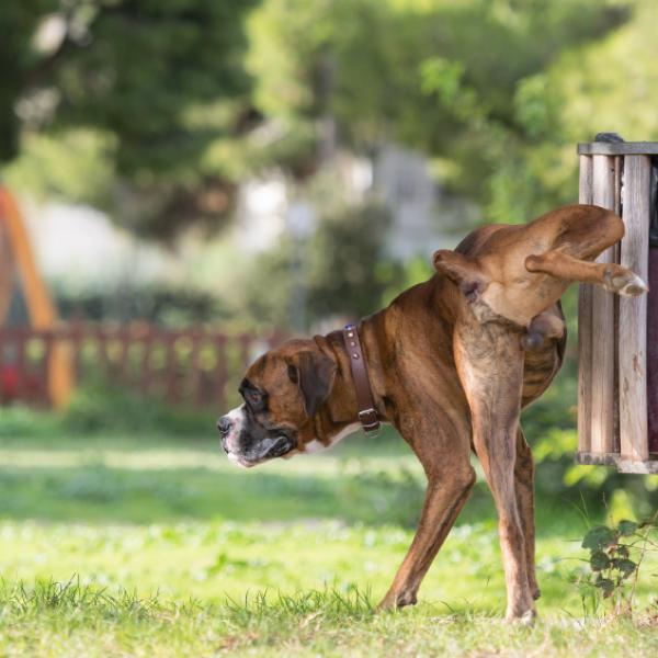 The Science Behind Why Dogs Mark Their Territory While Walking – We ...