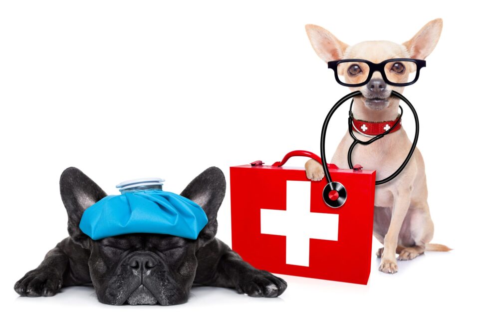 What to Do In an Emergency: 12 Essential Pet First Aid Tips – We Know Pets
