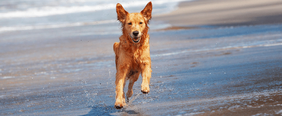 Tips on Keeping Dogs Free of Leeches: A Comprehensive Guide – We Know Pets