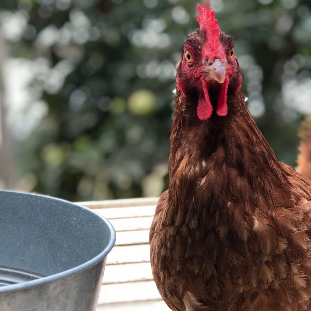 Dealing with Hen Bullying: Tips for New Chicken Owners – We Know Pets