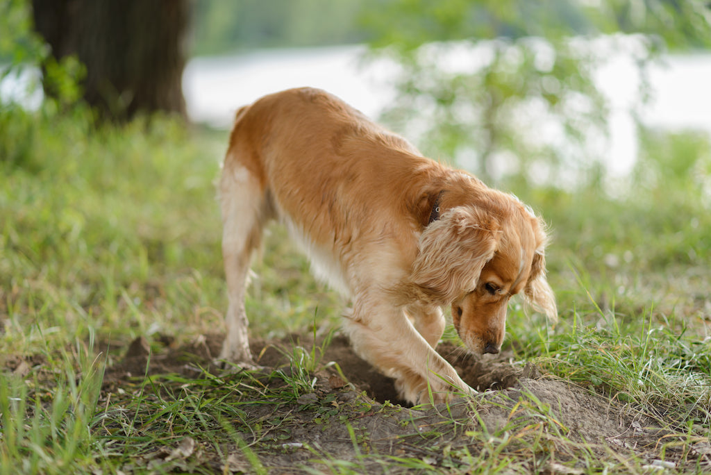 Why dogs dig – We Know Pets