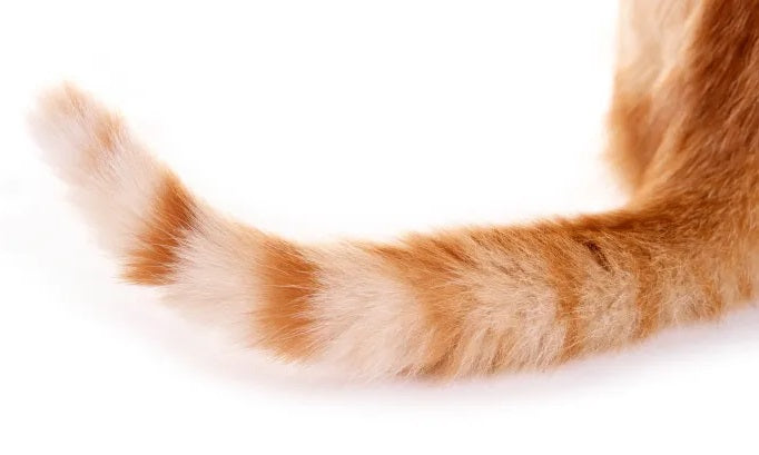 The Secret Language of Cats: Understanding Their Tail Behaviour – We ...
