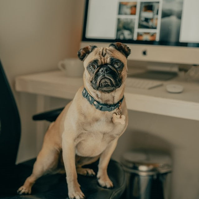 The Ultimate Guide to Keeping Your Dog Busy While You Work From Home ...