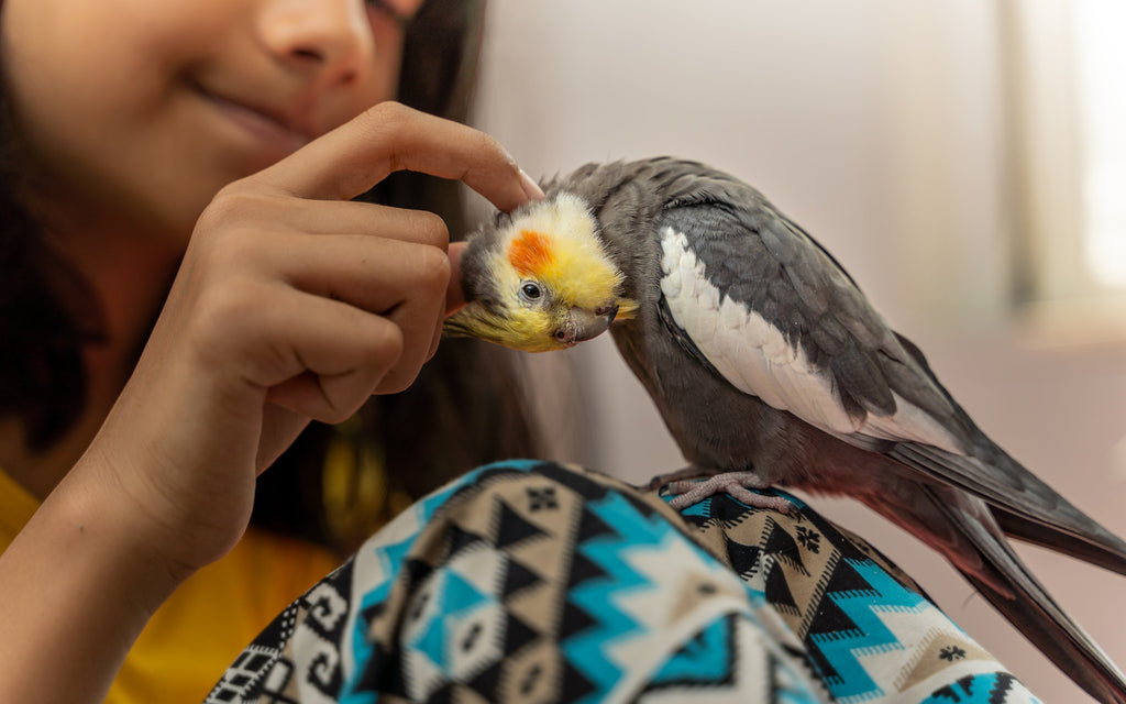 The Ultimate Guide to Bringing Home a Hand Raised Pet Bird – We Know Pets