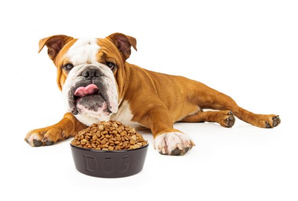 4 tips to help prevent life threatening bloat in your dog – We Know Pets
