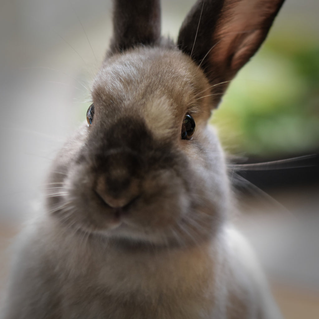 Fun Facts about Rabbits! – We Know Pets