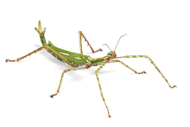 The Fascinating World of Goliath Stick Insects: A Closer Look at these ...