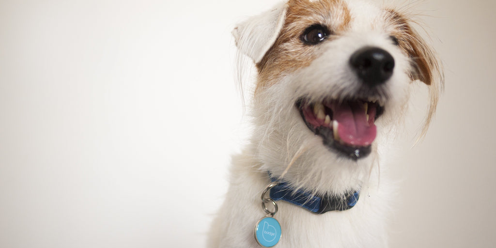 7 Great hacks to give you the best chance of getting your pet back saf ...