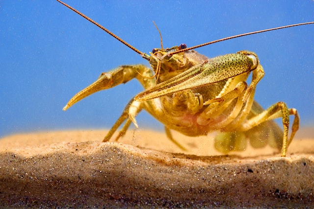Yabby Care Made Easy: A Step-by-Step Guide to Keeping Yabbies as Pets ...