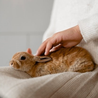 Understanding Current Rabbit Vaccination Protocols in Australia – We ...