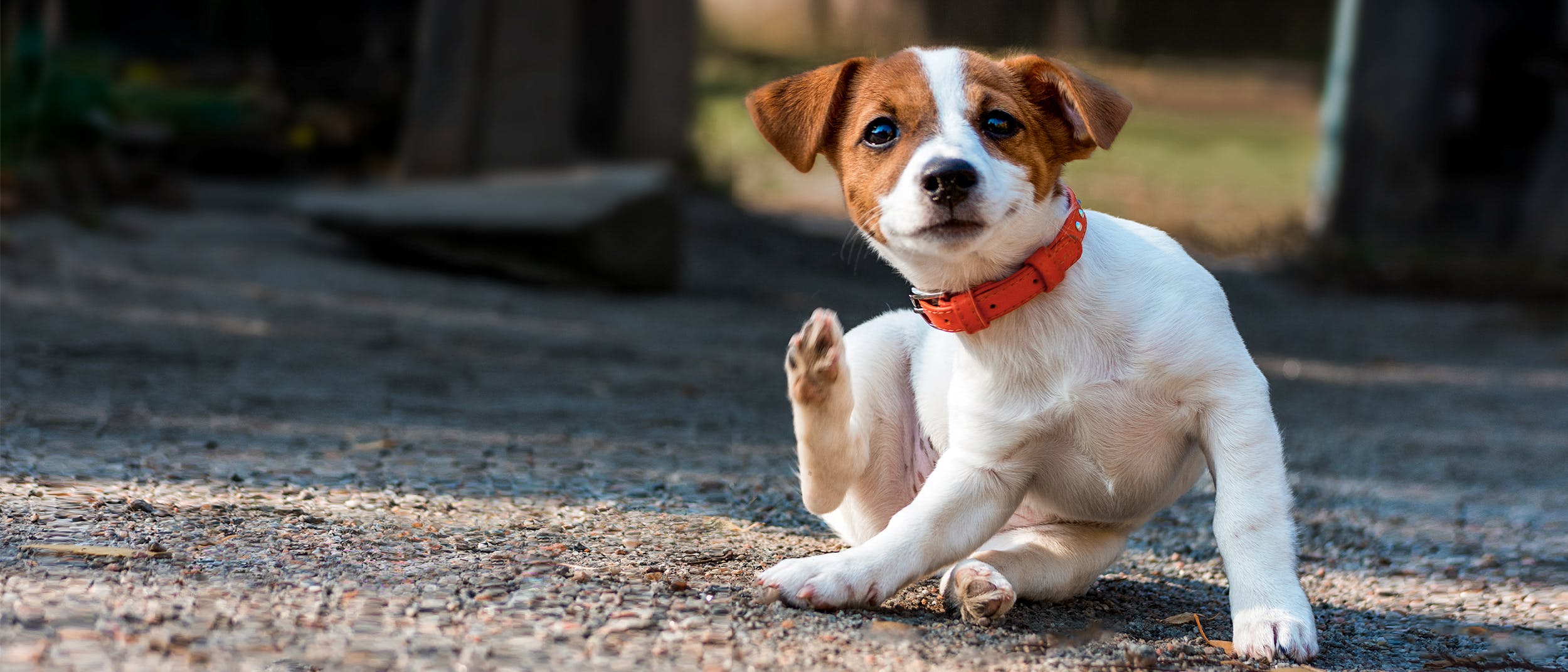 Itchy Skin in Dogs: Why Does it Happen and How Can You Help? – We Know Pets